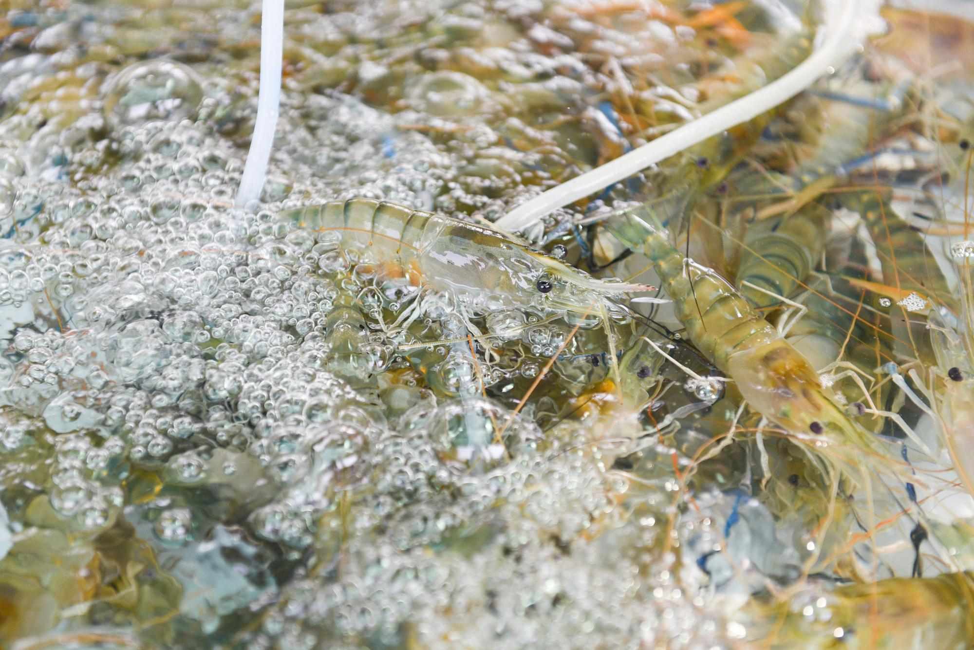 Exploring the use of probiotics in shrimp farms - Prolead
